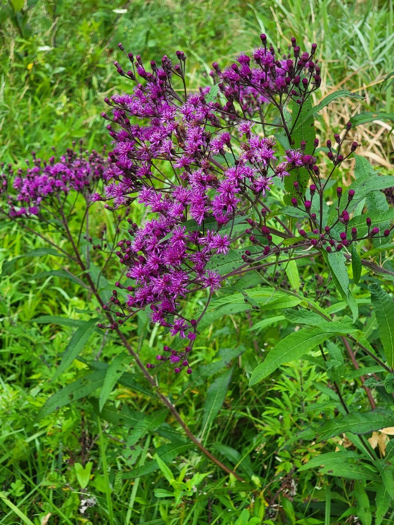 Tall Ironweed from Solon, OH 44139, USA on August 21, 2023 at 07:59 AM ...
