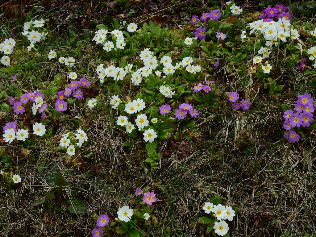 Primula vulgaris rubra from 78690 Les Essarts-le-Roi, France on March ...