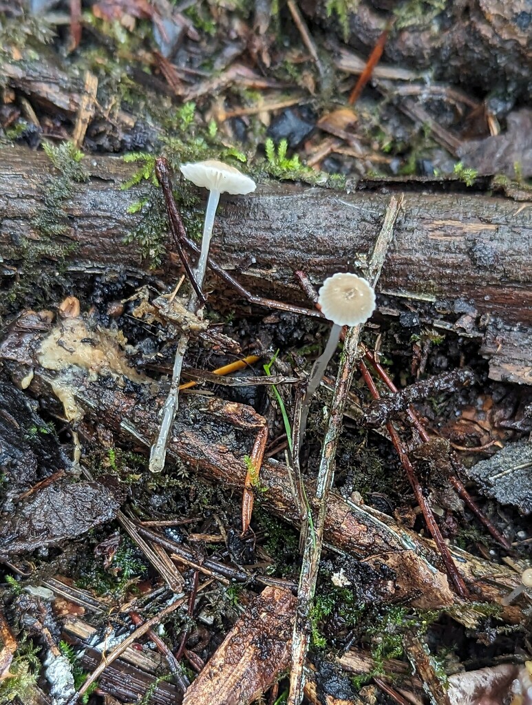 Dripping Bonnet from Jackson Demonstration State Forest, Mendocino ...