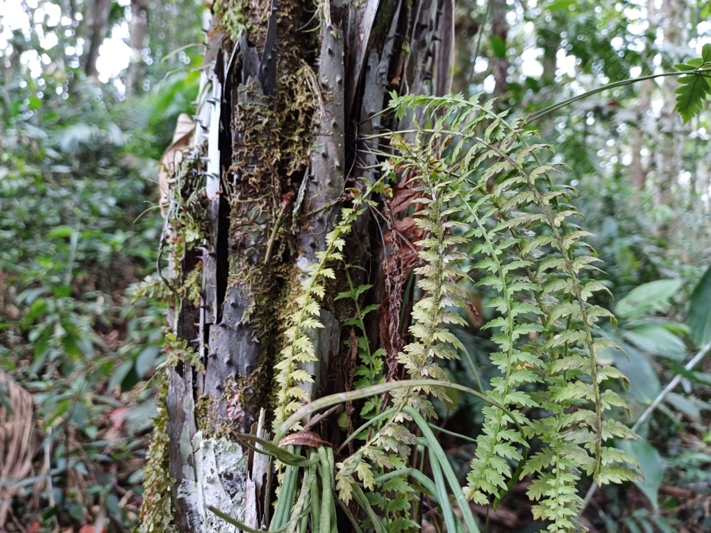 Asplenium mucronatum from Gaspar - State of Santa Catarina, Brazil on ...