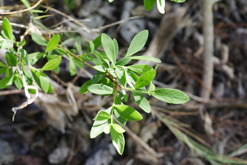 Bootlace Plant from Wellington Point QLD 4160, Australia on December 5 ...