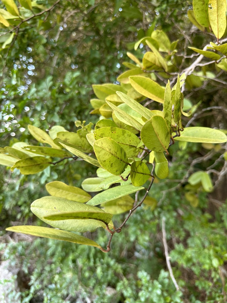 bay-leaved caper from Islamorada, FL, USA on December 1, 2023 at 11:06 ...