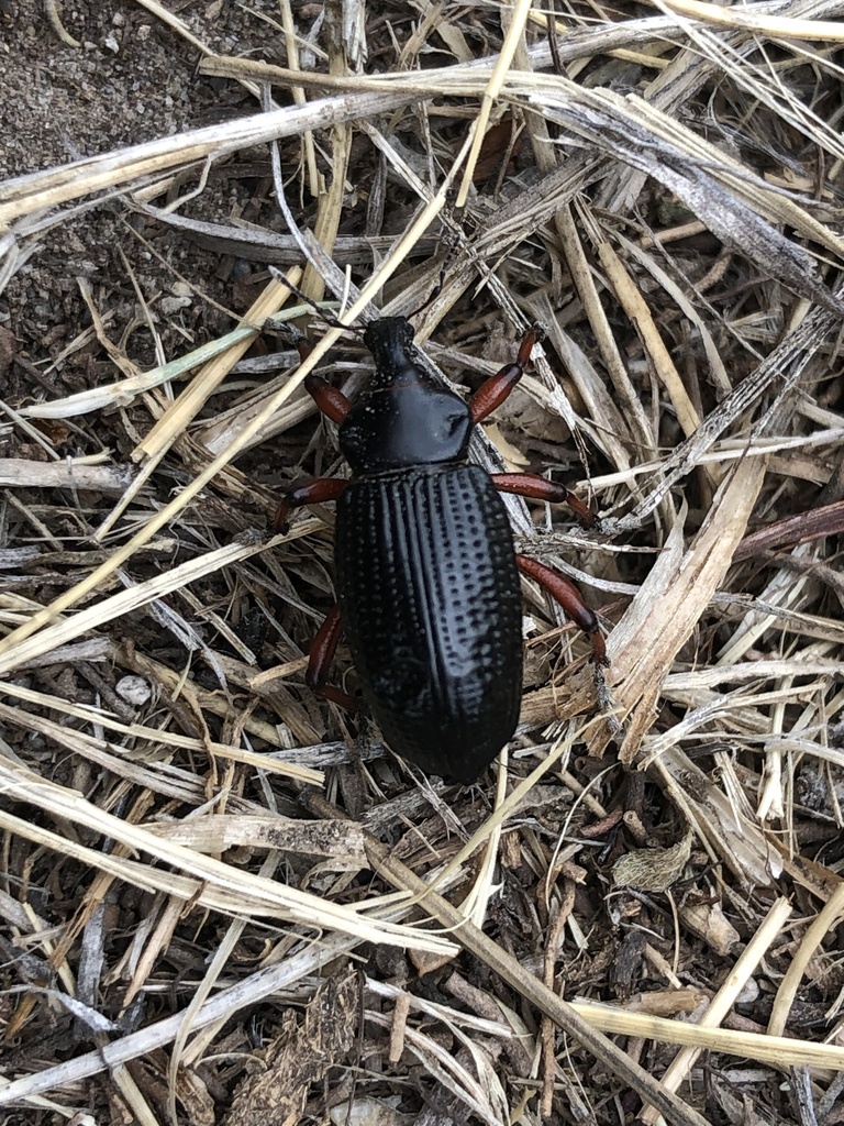 Cylydrorhinus from Província de Santa Cruz, AR on December 4, 2023 at ...