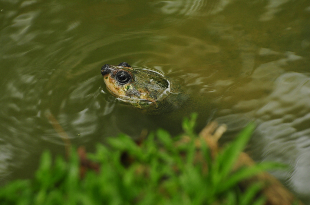 Magdalena River Turtle in March 2019 by Adrián Vásquez Ávila · iNaturalist