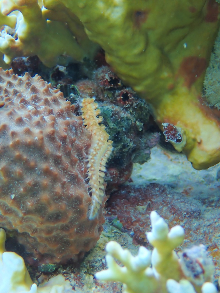 Bristle Worms from Caribbean sea, Puerto Rico, US on October 9, 2023 at ...