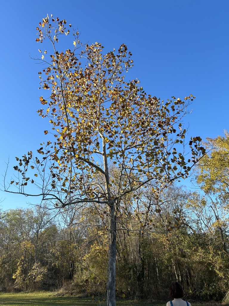 American sycamore from George Bush Park, Houston, TX, US on December 4 ...