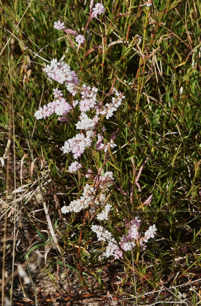Sandhill wireweed from Polk County, FL, USA on December 4, 2023 at 12: ...