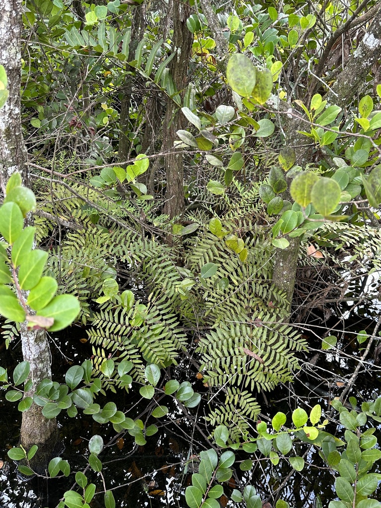 American Royal Fern from Miami-Dade County, FL, USA on December 2, 2023 ...