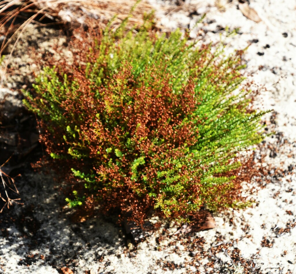 Deckert's pinweed from Polk County, FL, USA on December 4, 2023 at 12: ...