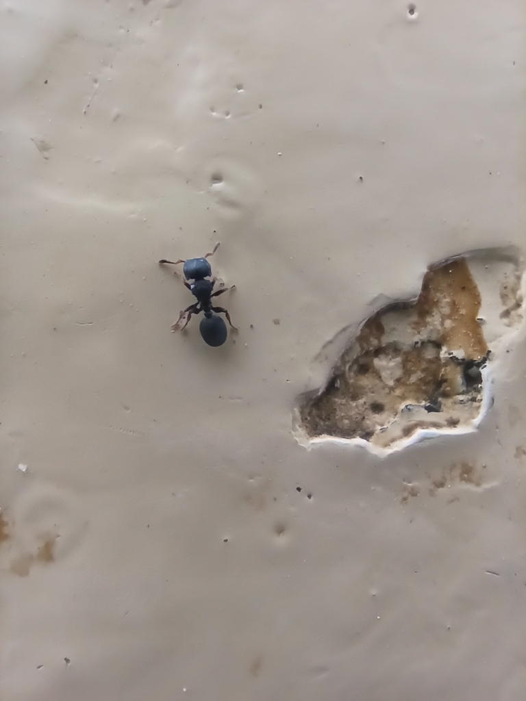 Sculpted Tree ants from Otjozondjupa Region, Namibia on November 20 ...