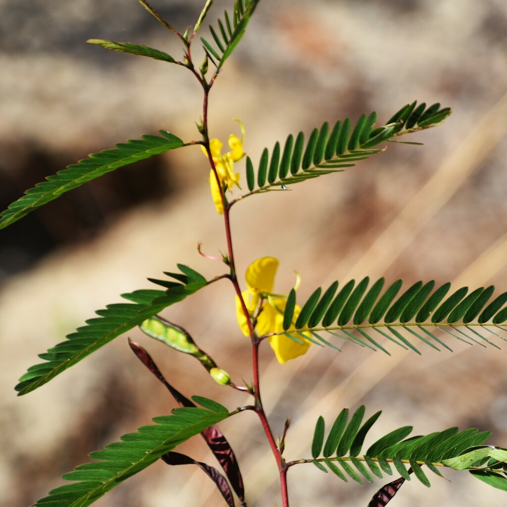 partridge pea from Polk County, FL, USA on December 4, 2023 at 01:07 PM ...