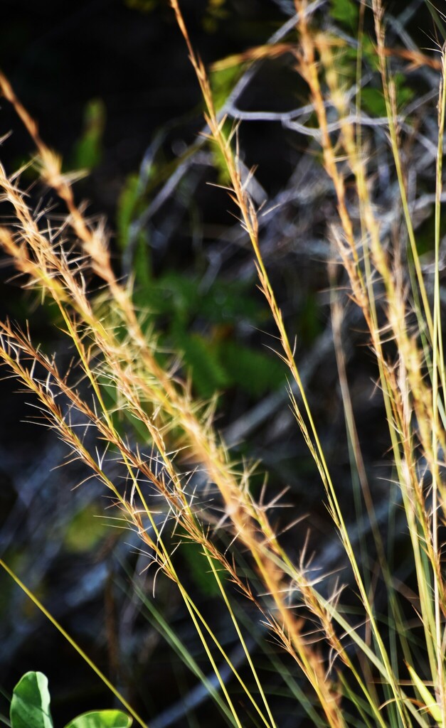 wiregrass from Polk County, FL, USA on December 4, 2023 at 01:10 PM by ...