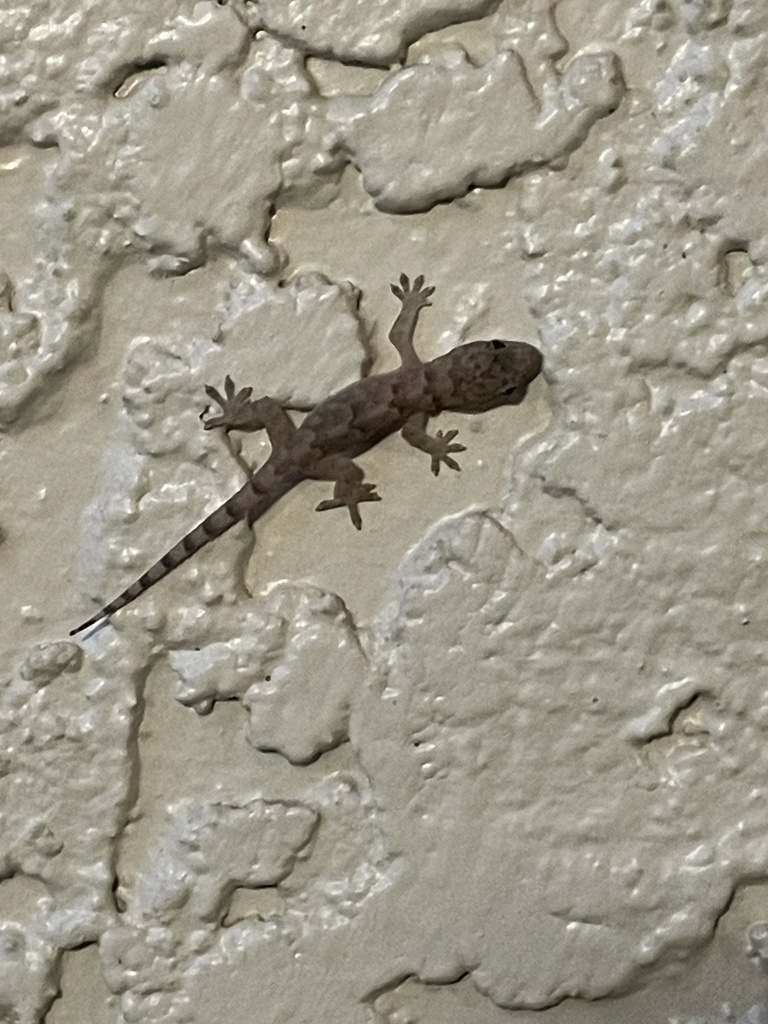 Tropical House Gecko from Clermont, FL, US on December 4, 2023 at 05:35 ...