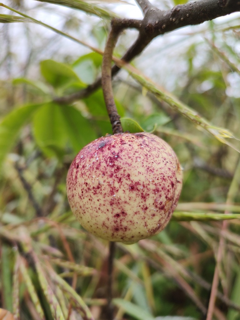 Cascabela ovata from Chicoasén, Chis., México on November 22, 2023 at ...