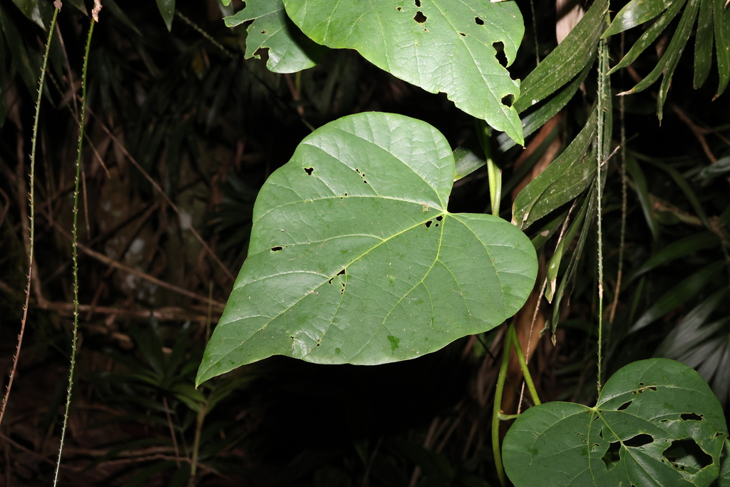 Big-Leaf Vine from Laceys Creek QLD 4521, Australia on December 4, 2023 ...