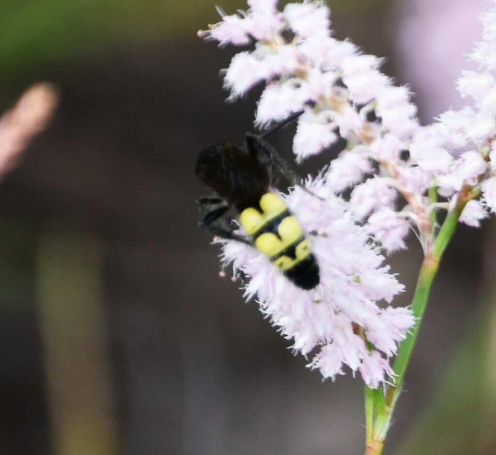 Large Four-spotted Scoliid Wasp from Polk County, FL, USA on December 4 ...