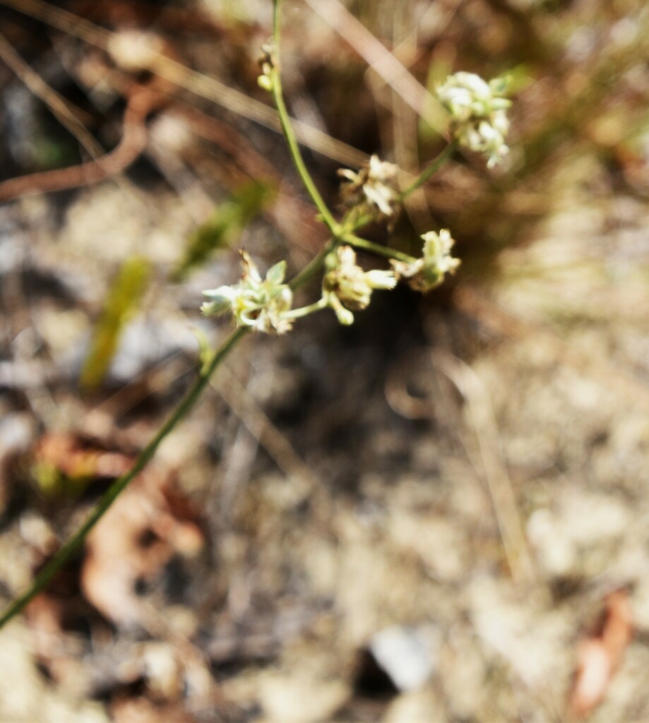 Scrub Buckwheat in December 2023 by Tom Palmer · iNaturalist