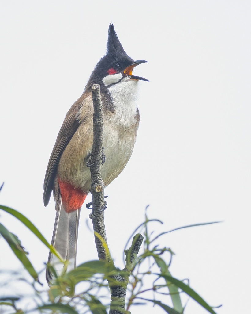 Red-whiskered Bulbul from Fawkner VIC 3060, Australia on August 11 ...
