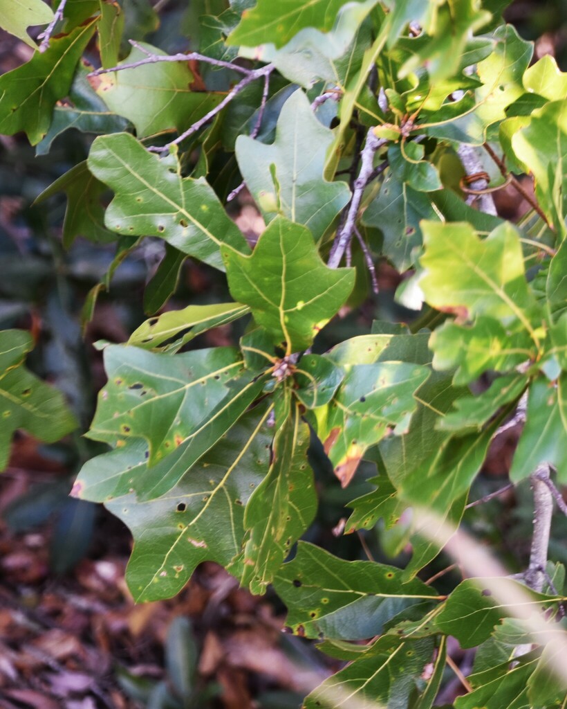 water oak from Polk County, FL, USA on December 4, 2023 at 02:01 PM by ...