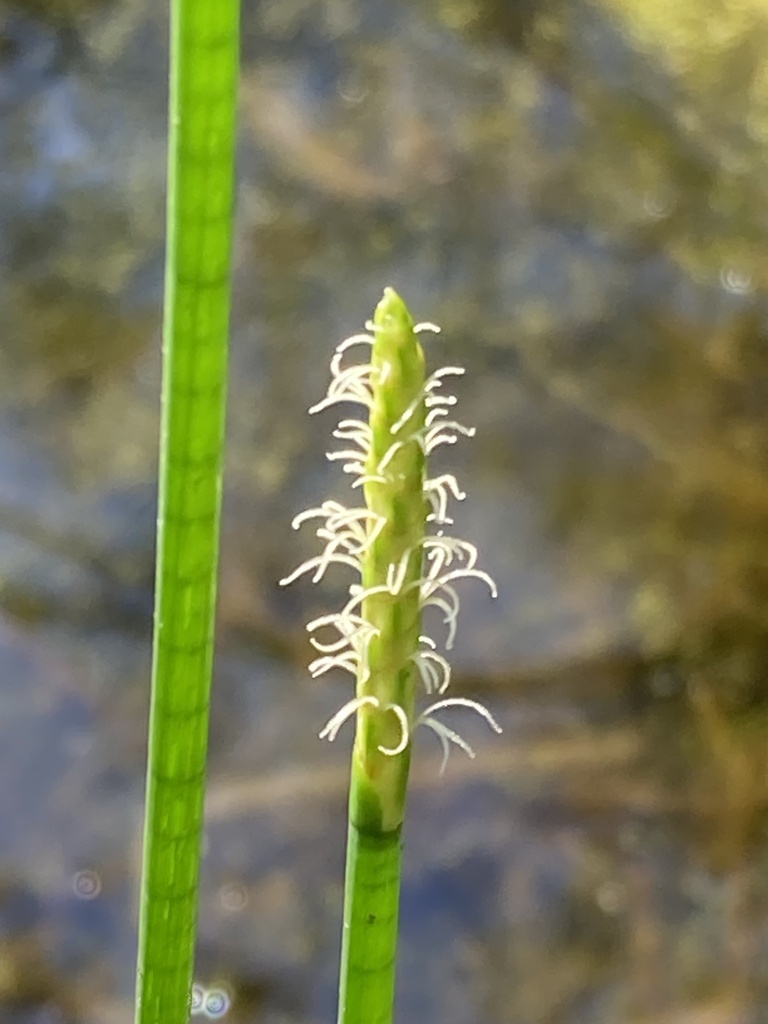 Sharp Spike Sedge from Coomba Park, NSW, AU on December 5, 2023 at 07: ...