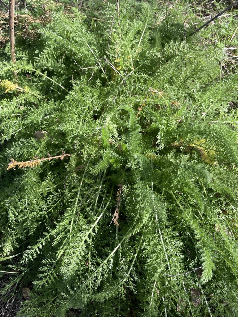 common yarrow from Glen Rose, TX, US on December 4, 2023 at 10:58 AM by ...