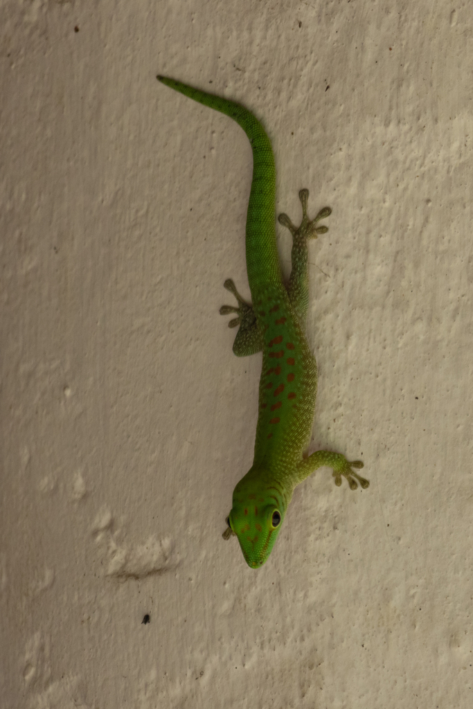 Koch's Giant Day Gecko from Marovoay, Madagascar on 17 November, 2023 ...