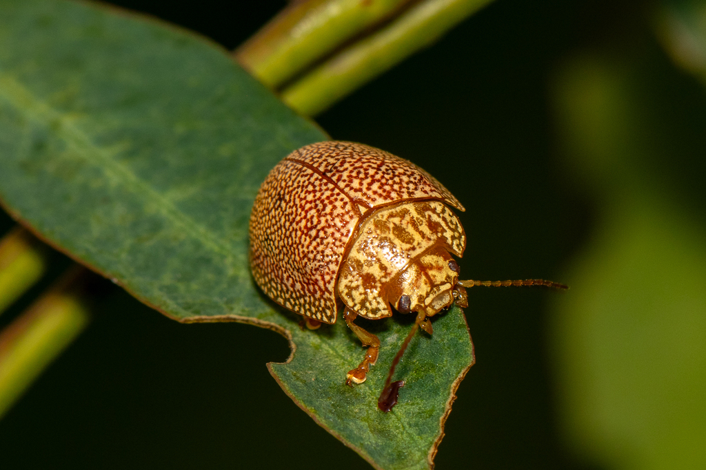 Dotted Paropsine Leaf Beetle from Wodonga VIC, Australia on October 2 ...