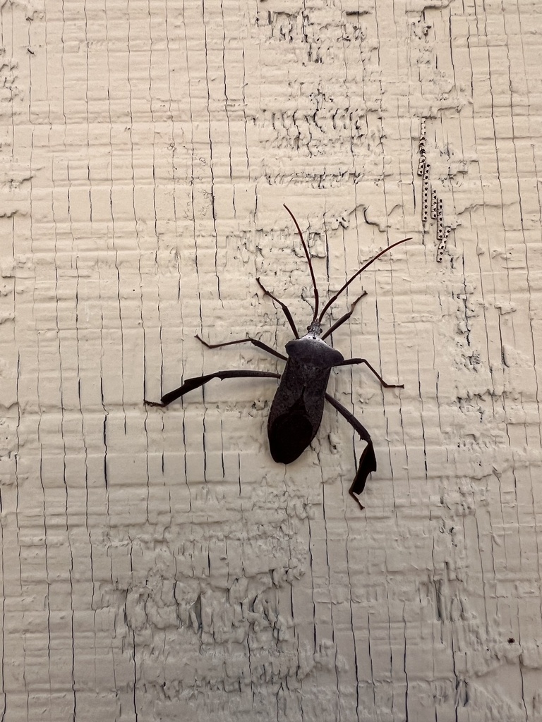 Giant leaf-footed bug from Stoltje Dr, Conroe, TX, US on December 4 ...