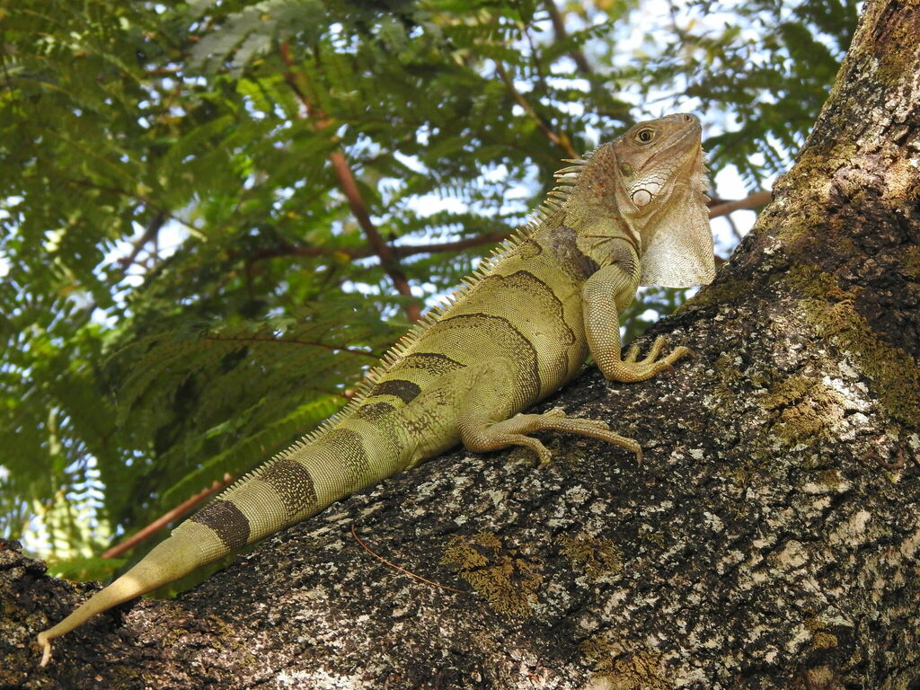Green Iguana from Ibagué, Tolima, Colombia on May 1, 2019 at 03:17 PM ...