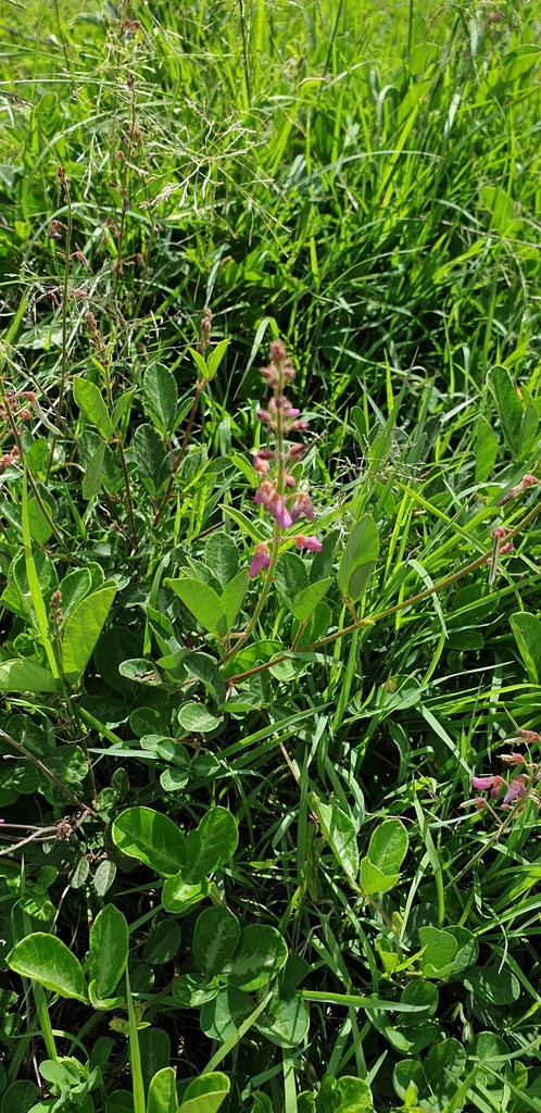 creeping beggarweed from Brisbane QLD, Australia on December 5, 2023 at ...