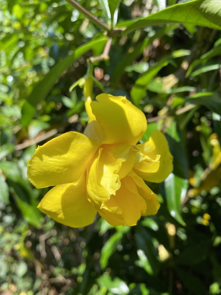 dicots from Tanya St, Manly West, QLD, AU on December 5, 2023 at 10:03 ...