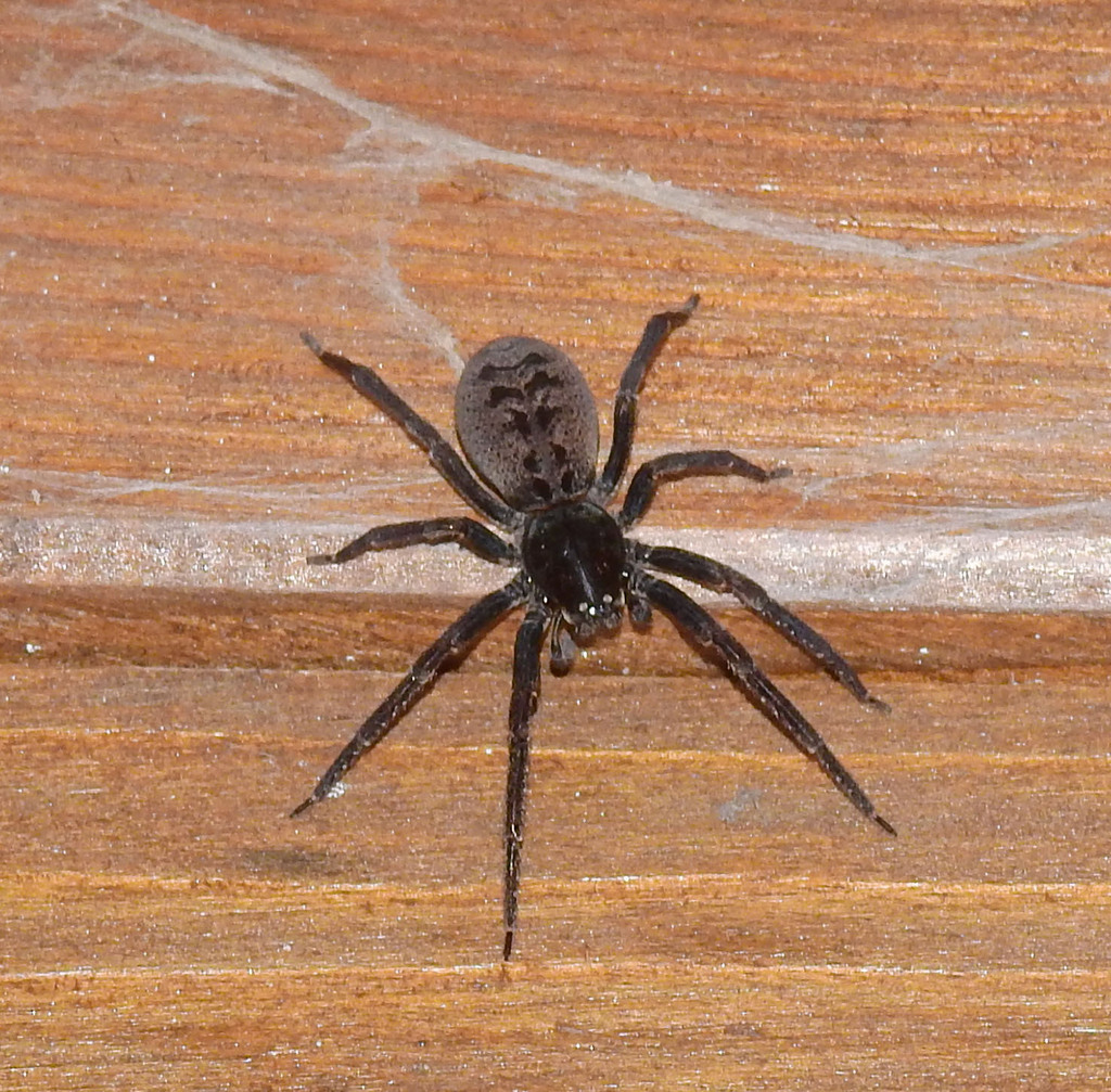 Spiders from Vila Franca de Xira, Portugal on November 18, 2023 at 08: ...