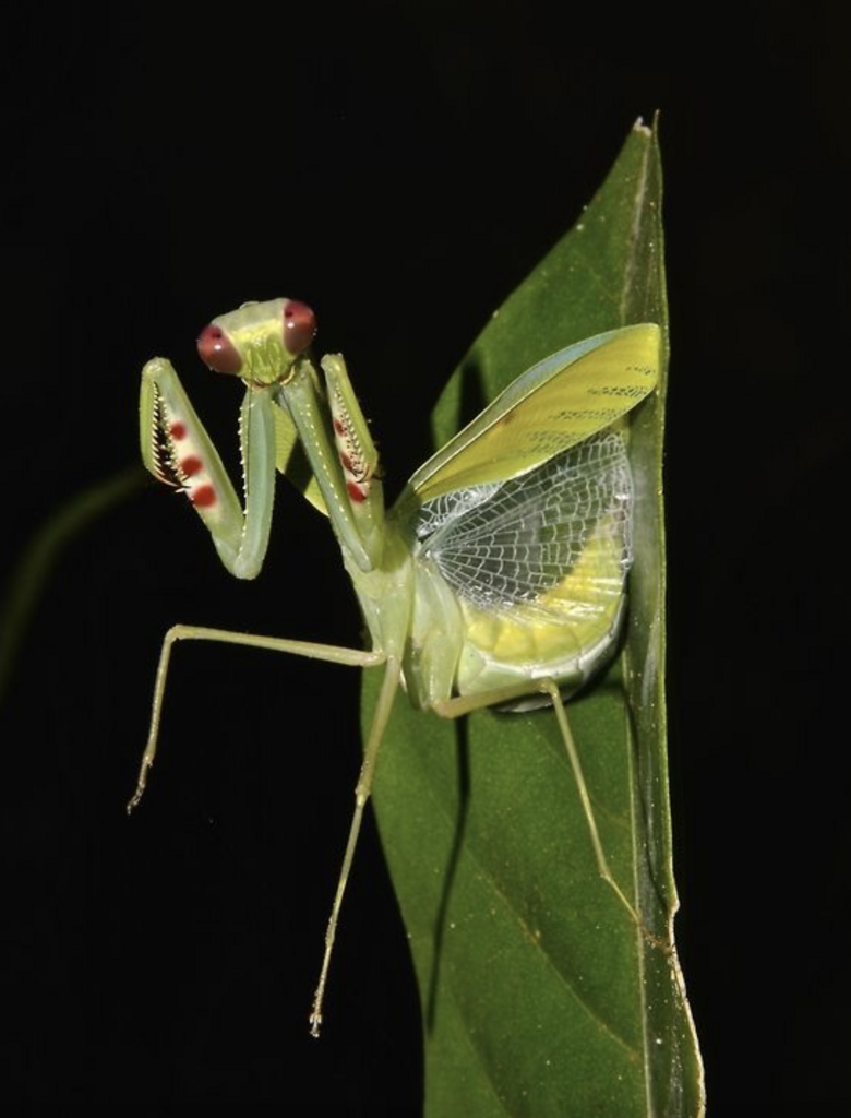 Camelomantis from Sarawak, Malaysia on July 04, 2015 by Albert Kang ...
