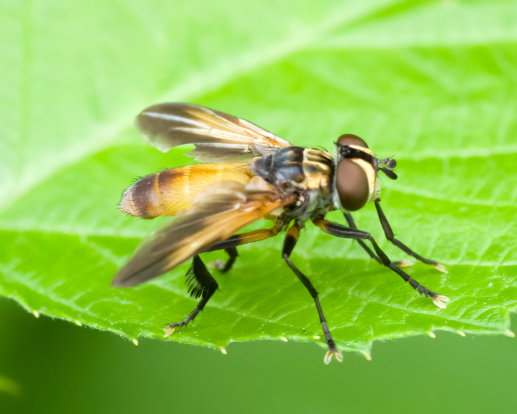 Feather-legged Flies from Bryn Mawr, Minneapolis, MN, USA on July 8 ...