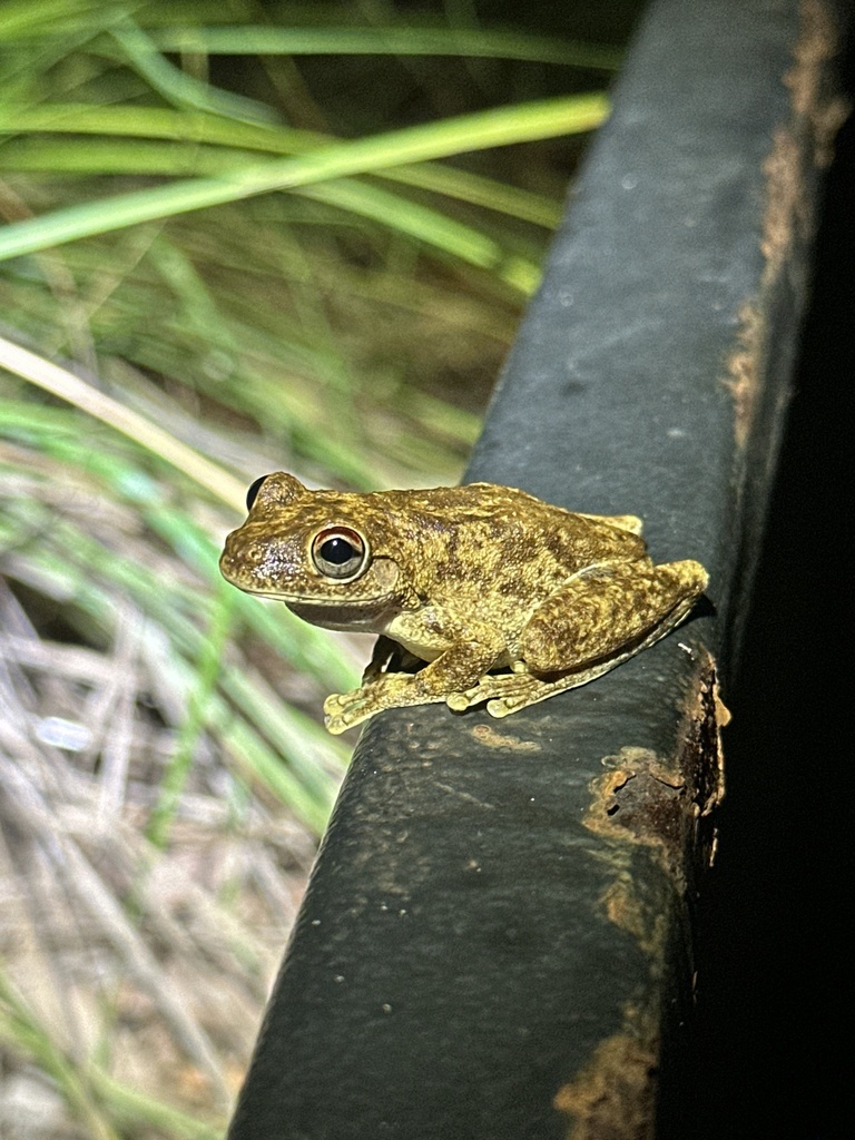 Litoria ridibunda from North Ward, Howard Springs, NT, AU on December 4 ...
