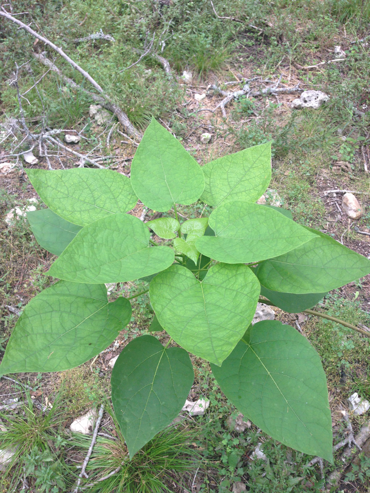 Caterpillar Tree (LA Urban Forest Program) · iNaturalist Mexico