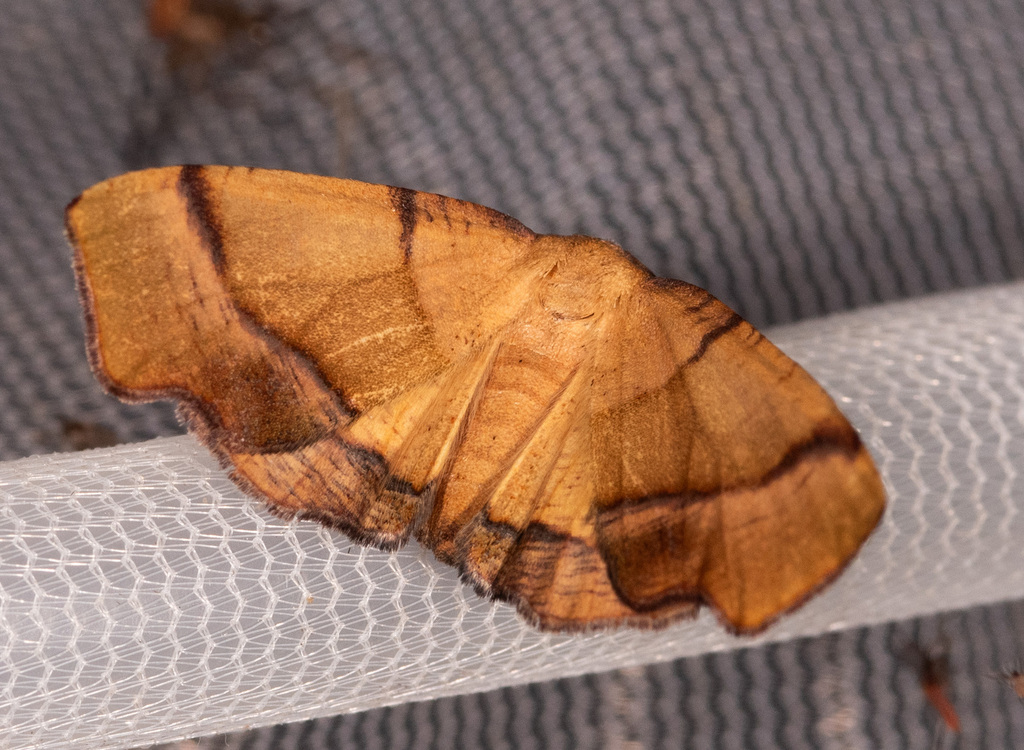 Straight-lined Plagodis Moth from Washington County, MD, USA on July 7 ...