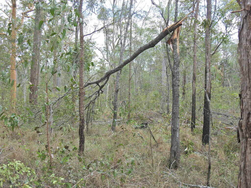 Southern Salwood from Talegalla Weir QLD 4650, Australia on December 5 ...