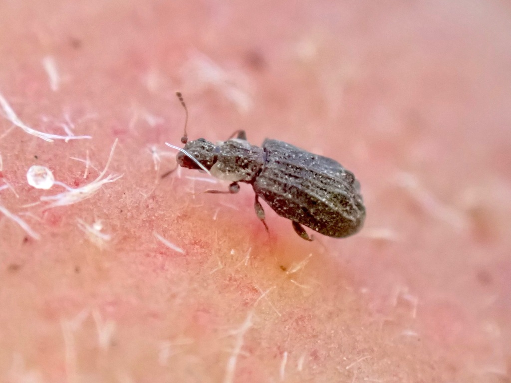 Swollen Fungus Beetle in September 2023 by grg.