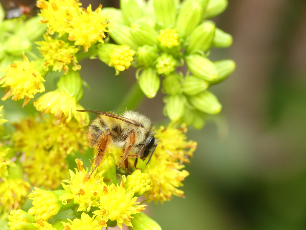 Bumble Bees from Arunachal Pradesh, India on September 5, 2019 at 10:51 ...