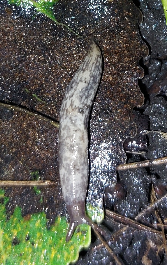 Milky Slug from Montréal, QC H4E 4J3, Canada on September 13, 2023 at ...