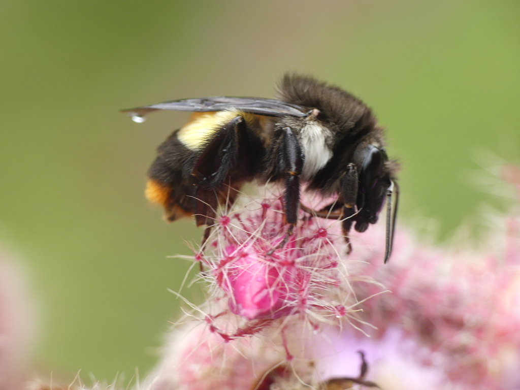 Bumble Bees from Arunachal Pradesh, India on September 4, 2019 at 11:33 ...