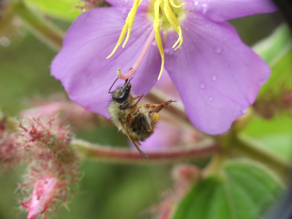 Bumble Bees from Arunachal Pradesh, India on September 4, 2019 at 11:28 ...