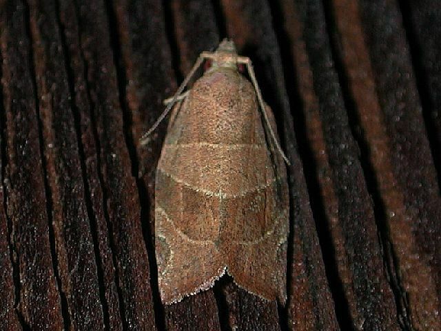 Three-lined Leafroller Moth from Bill Paterson Nature Center ...