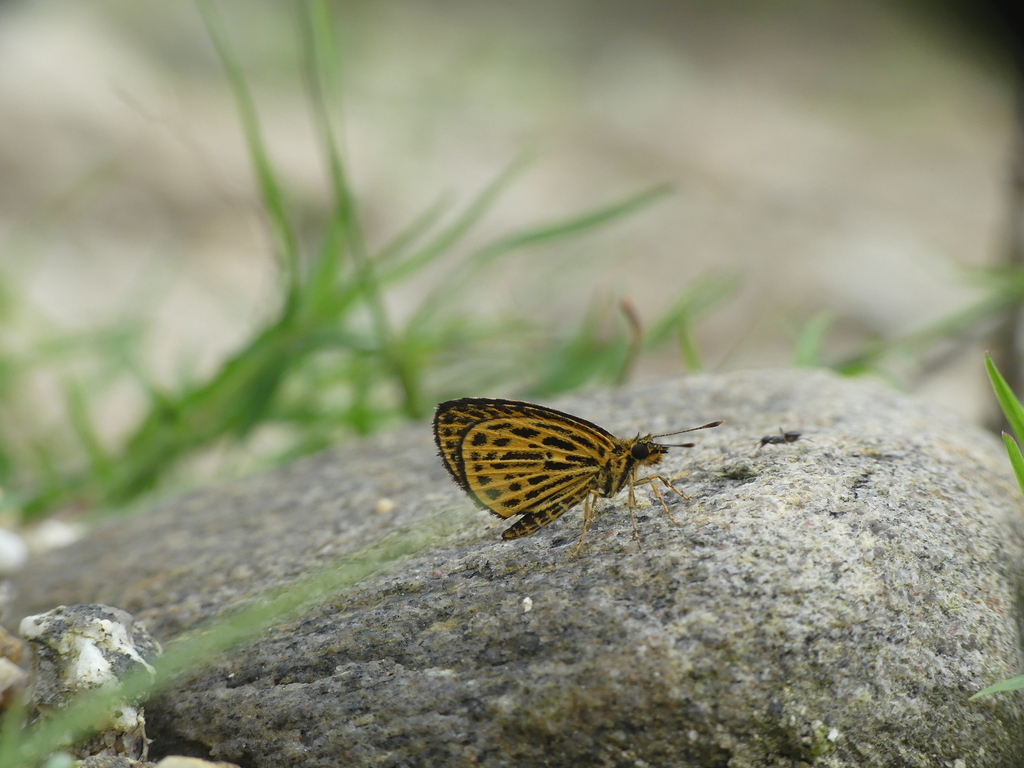 Tiger Hopper from Arunachal Pradesh, India on September 4, 2019 at 03: ...