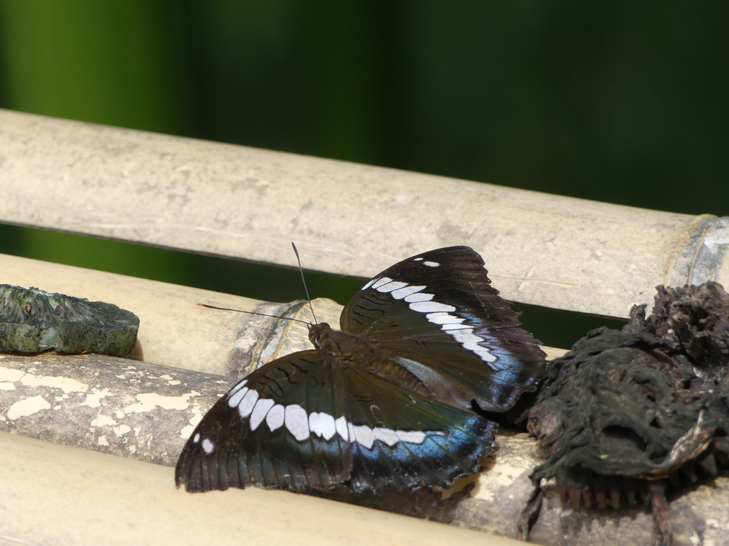 Blue Duke from Arunachal Pradesh, India on September 4, 2019 at 01:30 ...