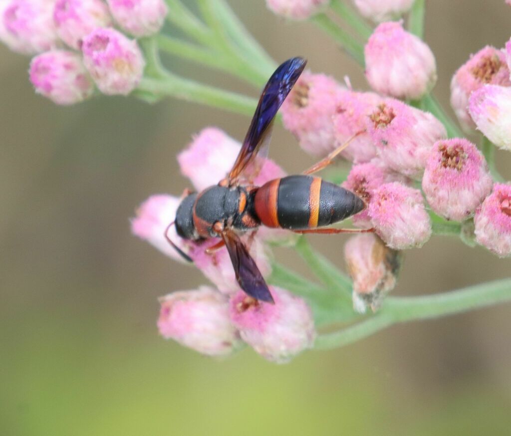 Red-marked Pachodynerus Wasp from Tenoroc Public Use Area, 3755 Tenoroc ...