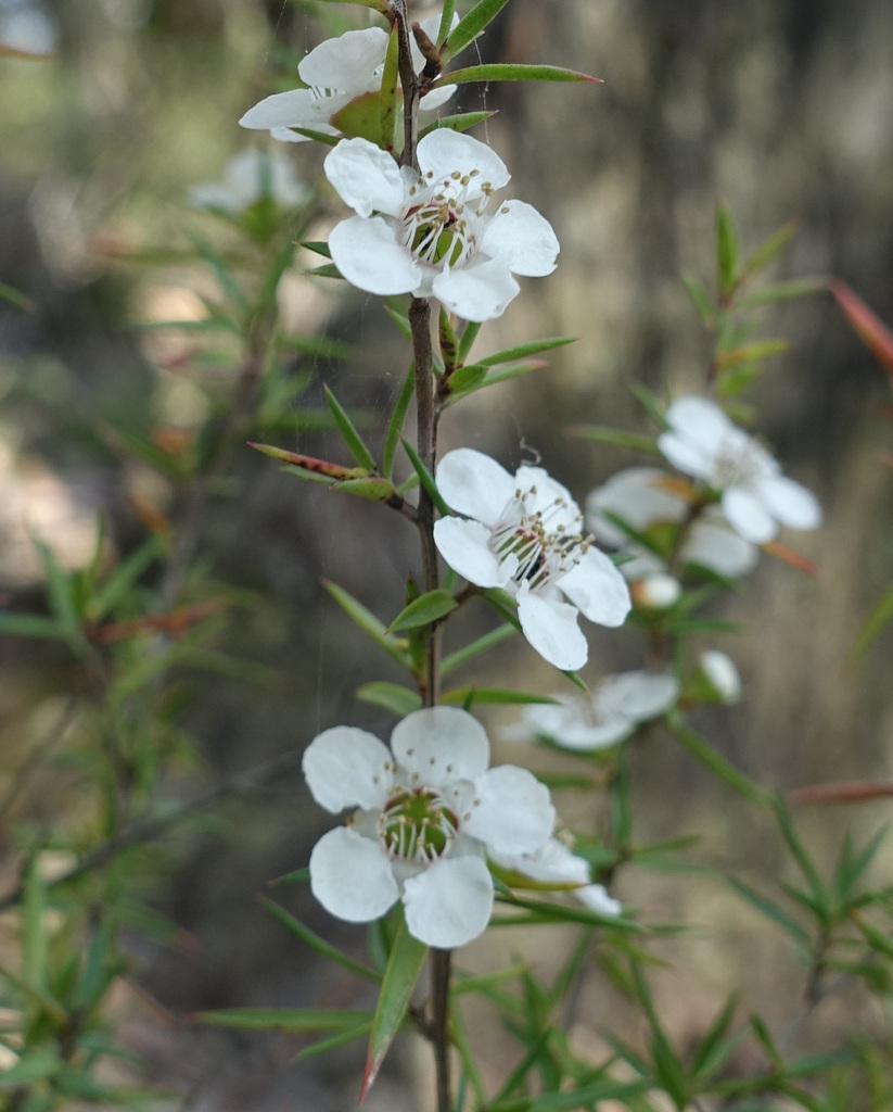 prickly tea-tree from Mt Slide Road, Steels Creek VIC 3775, Australia ...