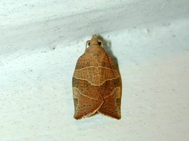 Three-lined Leafroller Moth from Bedford Audubon Society, Katonah, NY ...
