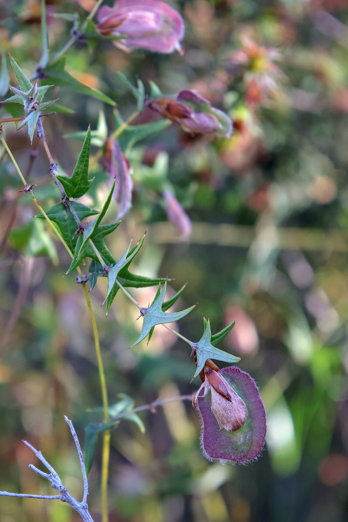 Common Flat-pea from Halls Gap VIC 3381, Australia on November 28, 2023 ...